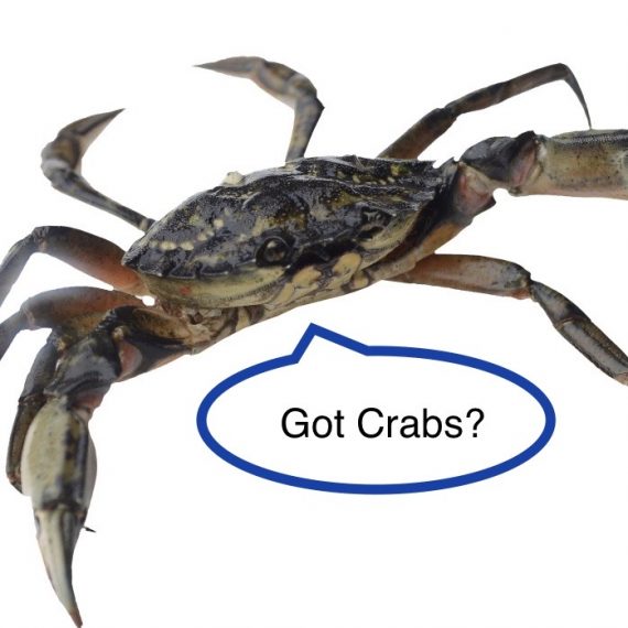 Day 14 - got crabs??? – Surfland Bait and Tackle